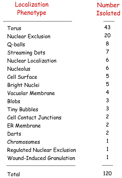 Carnegie Cell Imaging